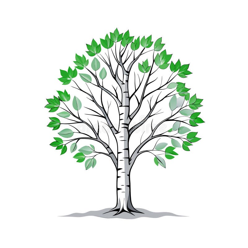 Stylish Silver Birch Tree Design Stock Illustration - Illustration of ...