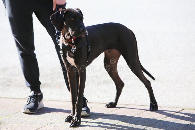 Stylish Dog Picture. Image: 86302934