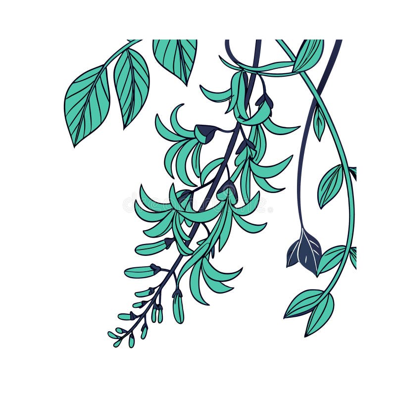 Stylish Jade Vine Plant Illustration Stock Photo - Illustration of ...