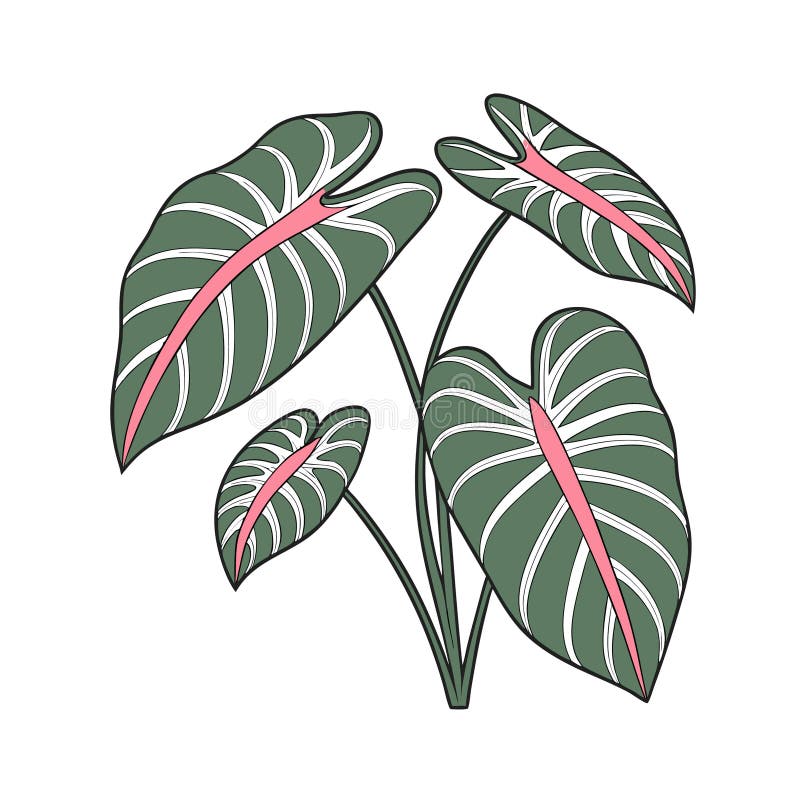 Stylish Prayer Plant Illustration Stock Image - Illustration of leaves ...