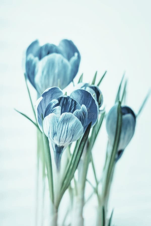 Stylish Romantic Bouquet of Crocus Flowers Close-up, Light Background ...