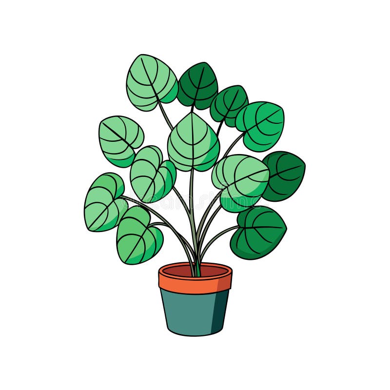 Stylish Sea Grape Houseplant Design Stock Photo - Illustration of ...