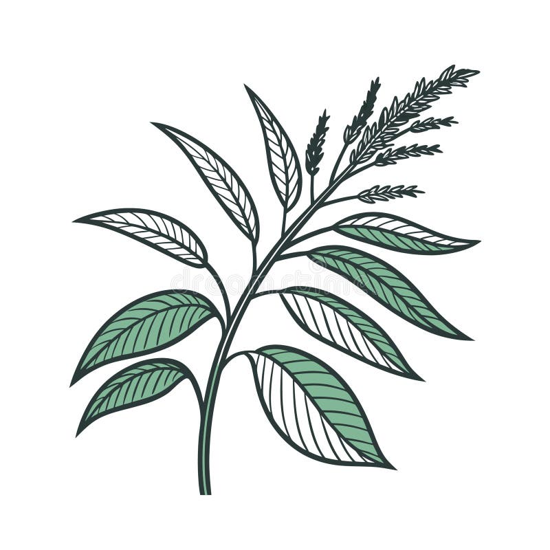 Stylish Sea Oats Houseplant Design Stock Illustration - Illustration of ...