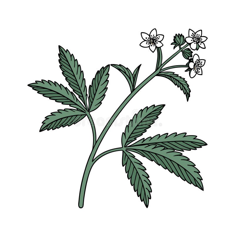 Stylish Sensitive Plant Houseplant Design Stock Image - Illustration of ...