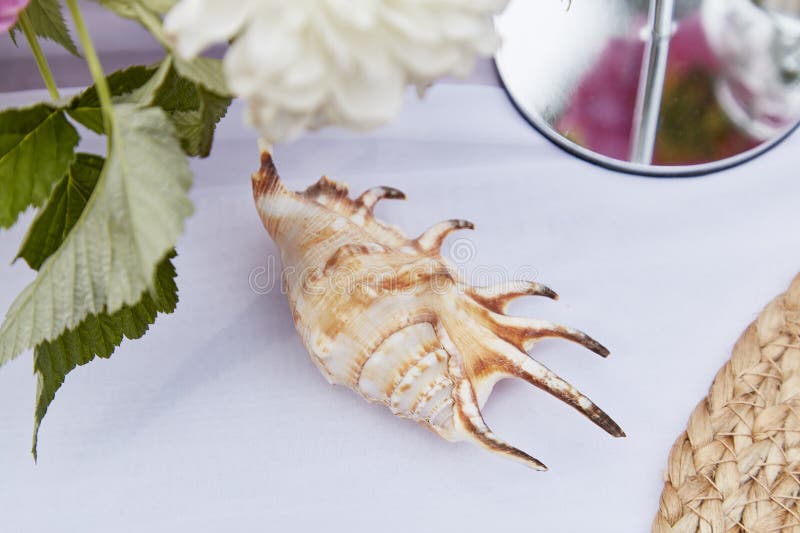 Stylish Table Setting with Shell Close Up Stock Photo - Image of ...