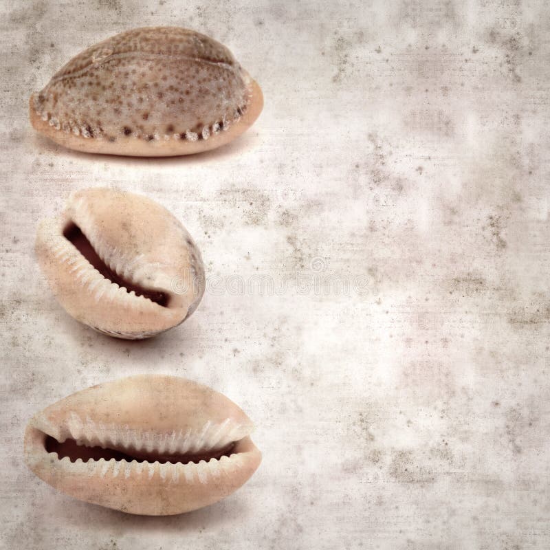 Stylish Textured Old Paper Background with Small Brown Cowrie Shell ...