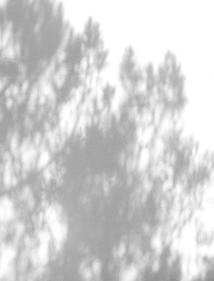 Stylish Tree Shadow on White Wall. Minimal Aesthetic Background Stock ...