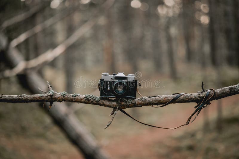 Stylish Vintage Camera in a Forest Stock Image - Image of photograph ...