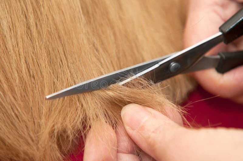 Stylist cutting split ends stock photo. Image of cosmetic - 38127794