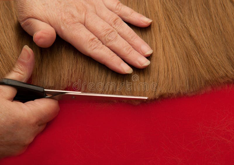 Stylist cutting split ends stock photo. Image of treatment - 38127810