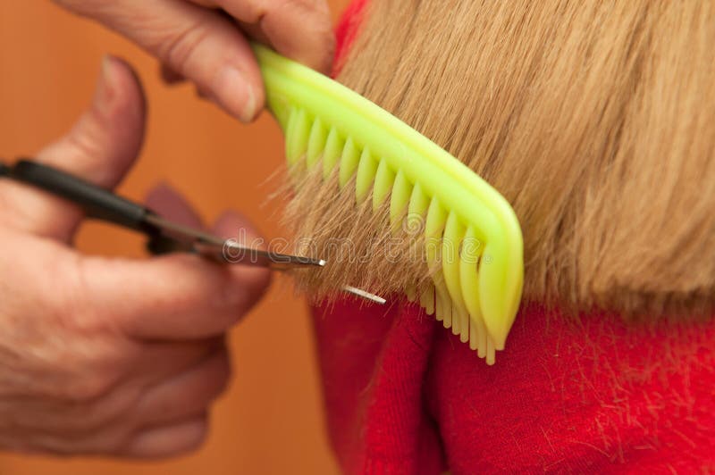 Stylist cutting split ends stock image. Image of change - 38127957
