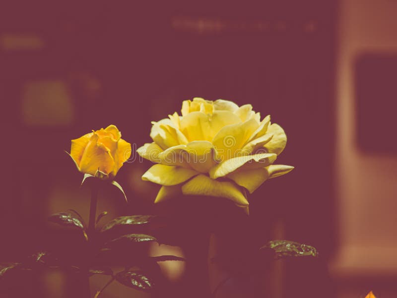 Stylistic Close Up of a Yellow Rose Stock Image - Image of close ...