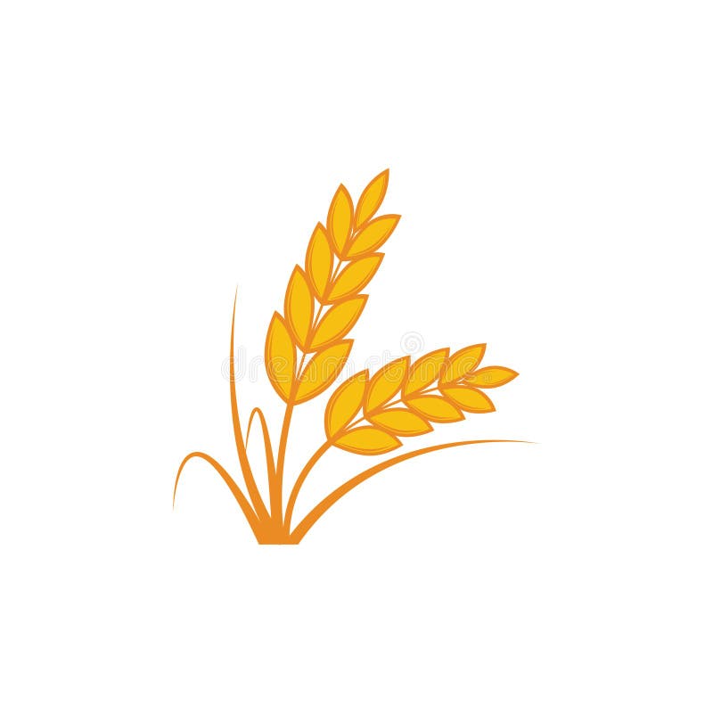 Wheat logo design and icon stock vector. Illustration of icon - 231083687
