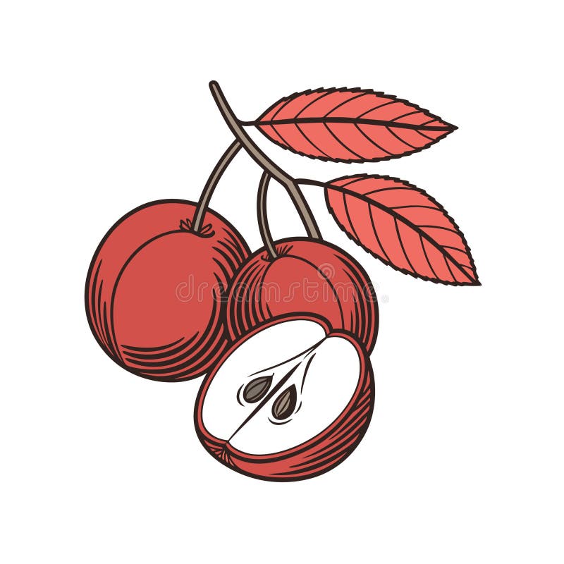 Stylized Apple Branch Illustration with Sliced Fruit Graphic Design ...