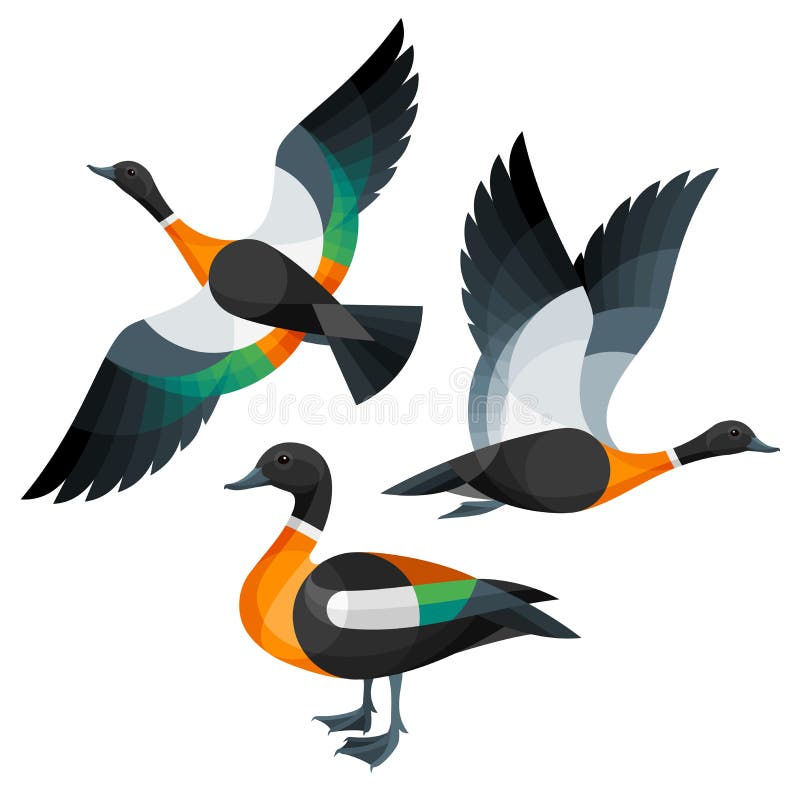 Shelduck Stock Illustrations – 46 Shelduck Stock Illustrations, Vectors ...