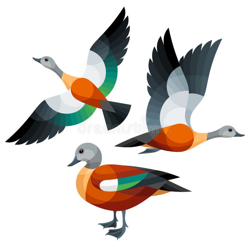 African Shelduck Stock Illustrations – 4 African Shelduck Stock ...