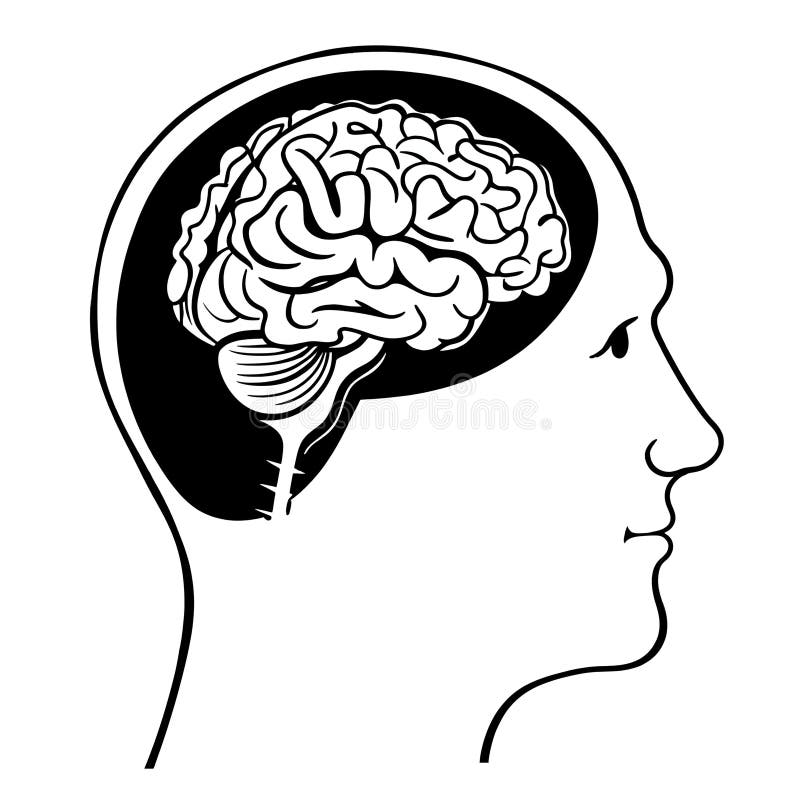 Illustrated Profile View of Human Head with Brain Anatomy Stock ...