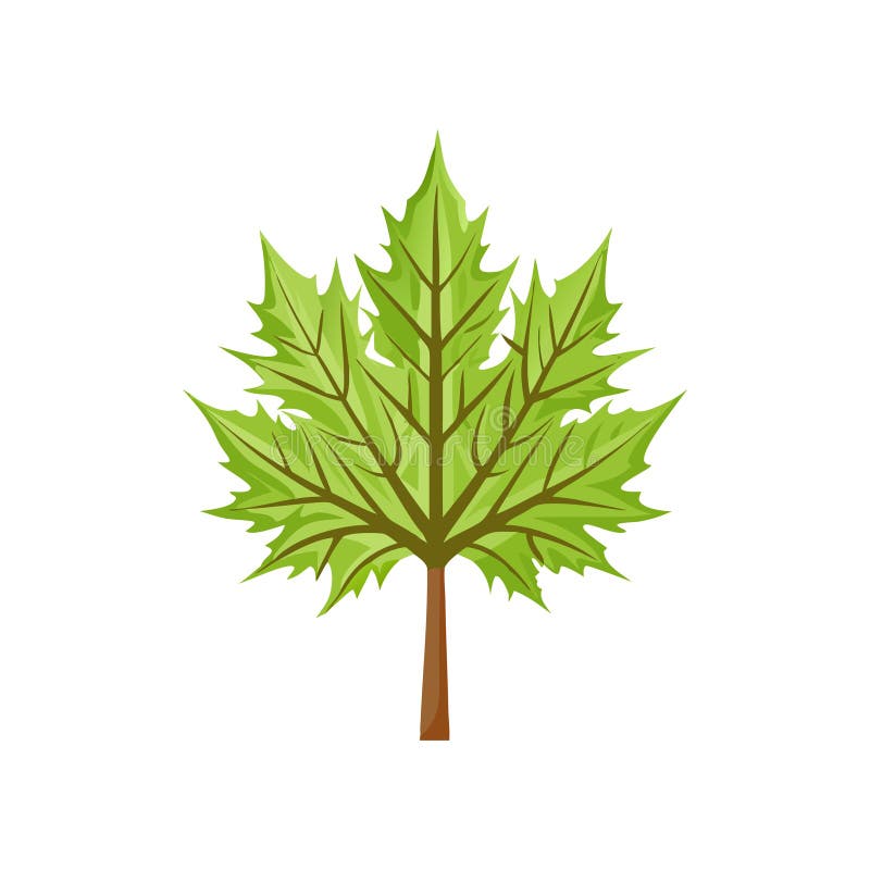 Stylized Black and White Maple Tree Illustration on a White Background ...