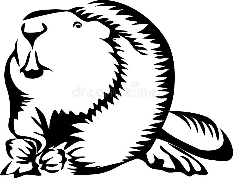 Beaver Eating Stock Illustrations – 264 Beaver Eating Stock ...