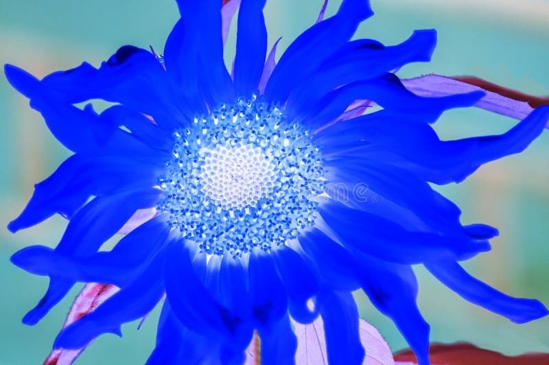 A Stylized Blue Sunflower on a Light Blue Background. Abstraction ...