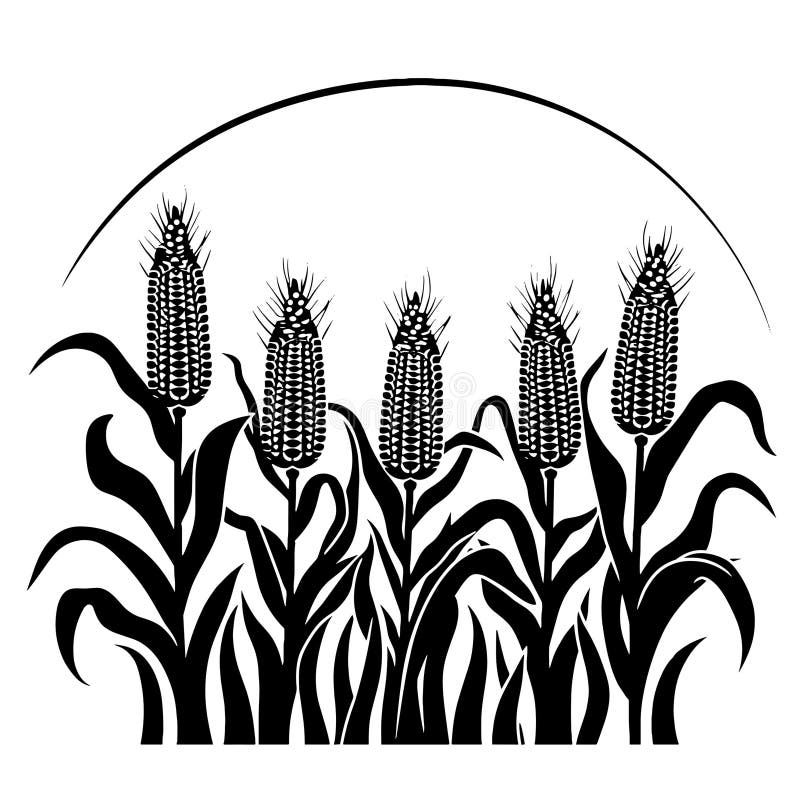 Stylized Corn Plants Silhouette for Nature Inspired Designs Stock ...