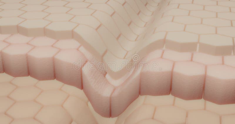 Stylized 3d Render Animation of the Anatomy of the Skin Layers ...