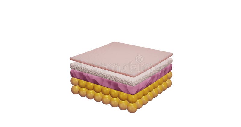 Stylized 3d Rendering Animation Layers Dermis Epidermis Subcutaneous ...