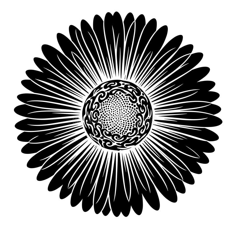 Stylized Daisy Flower Head Illustration in Black and White Stock ...