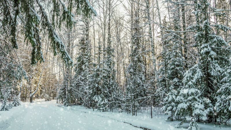 Stylized Drawing, CINEMAGRAPH, 4k, Falling Snow in the Winter Forest ...