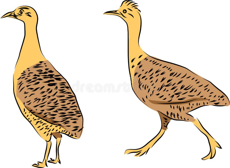 Tinamou Bird Stock Illustrations – 11 Tinamou Bird Stock Illustrations ...