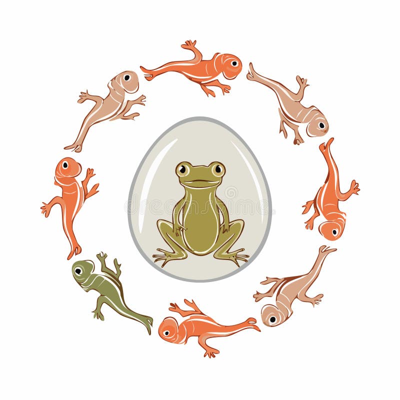 Stylized Frog Life Cycle Metamorphosis Vector Stock Image ...