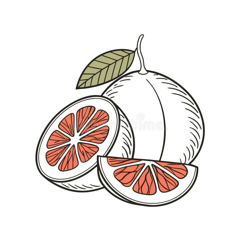 Stylized Grapefruit Slices and Whole Fruit with Leaf Illustration Stock ...
