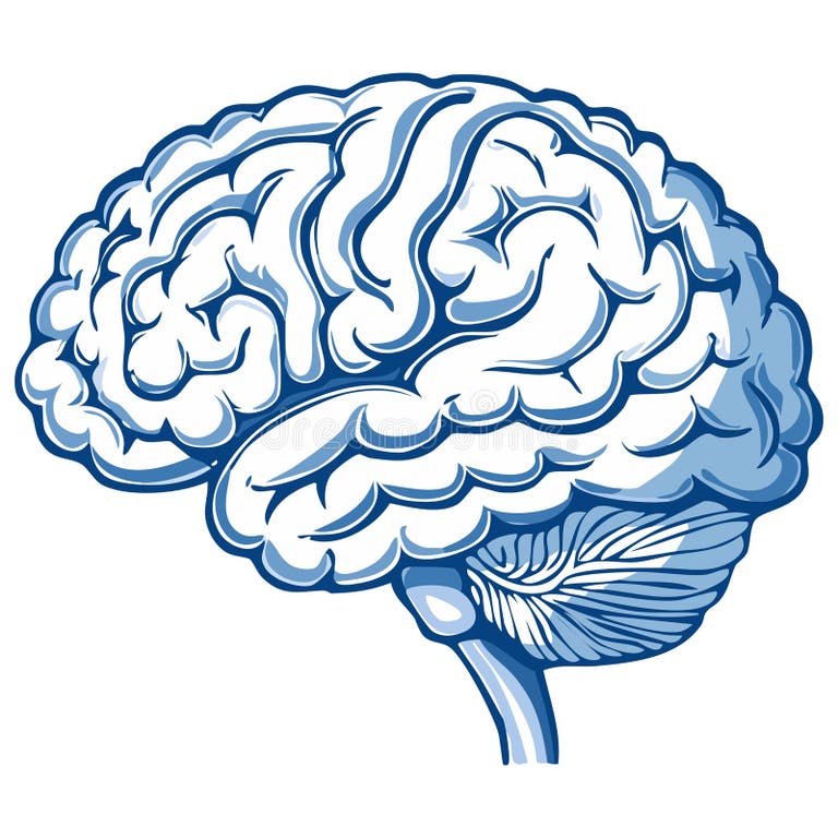 Stylized Graphic Illustration of a Human Brain in Side Profile View ...