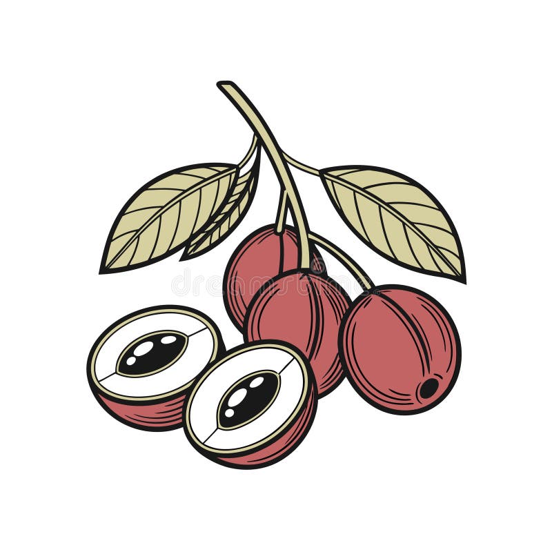 Stylized Illustration of Lychee Fruit with Leaves and Cross-section ...