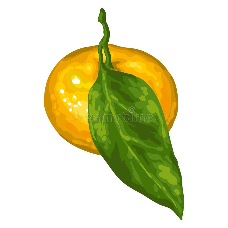 Stylized Illustration of Mandarin. Image for Design or Decoration ...