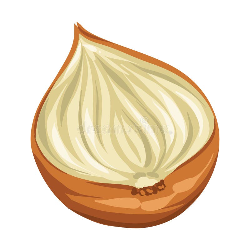 Stylized Onion Isolated Illustration Stock Illustration - Illustration ...