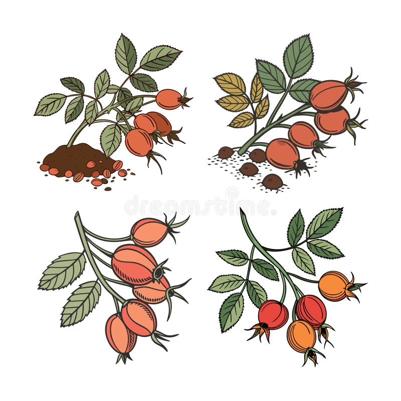 Stylized Illustration of a Rosehip Bush with Seeds Stock Vector ...