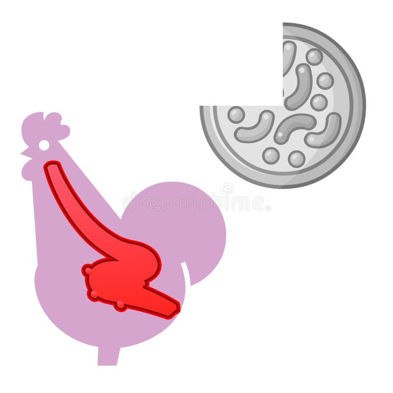 A Stylized Illustration Shows the Digestive System of a Chicken. Stock ...