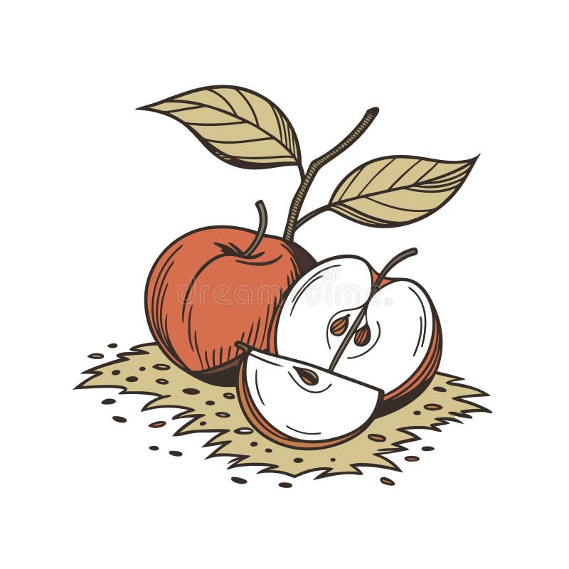Stylized Apple Still Life with Slices and Leaves Stock Illustration ...
