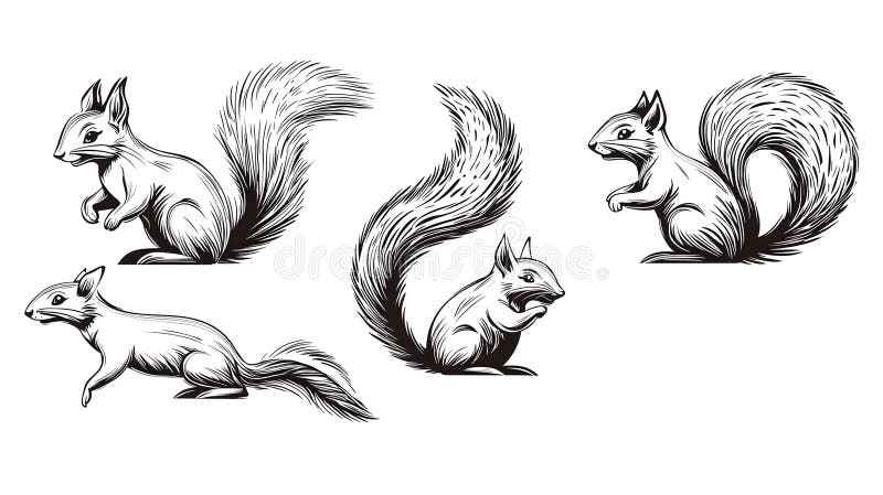 Stylized Illustrations of Squirrels in Various Poses Stock Illustration ...