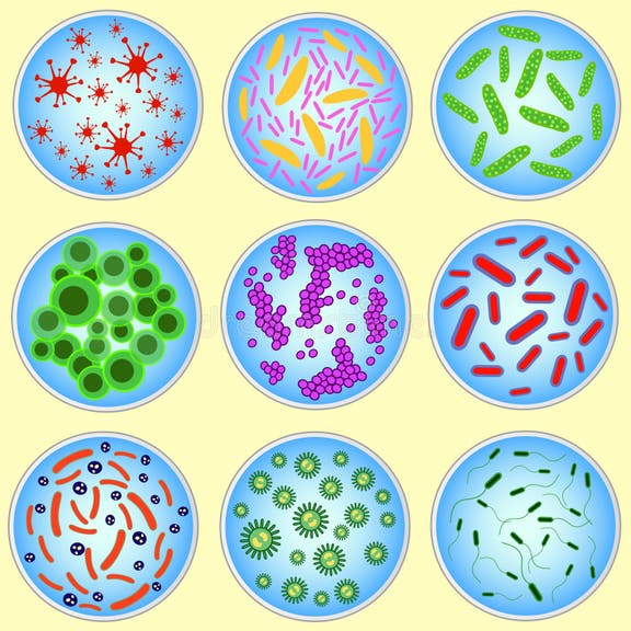 Culture Microbiology Plate Stock Illustrations – 1,237 Culture ...