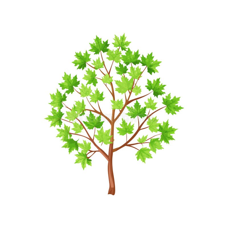 Stylized Maple Tree with Green Leaves Illustration on White Background ...