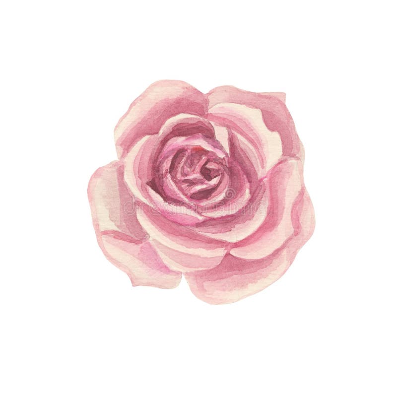 Stylized Pink Rose Flower, for Compositions on Stock Illustration ...