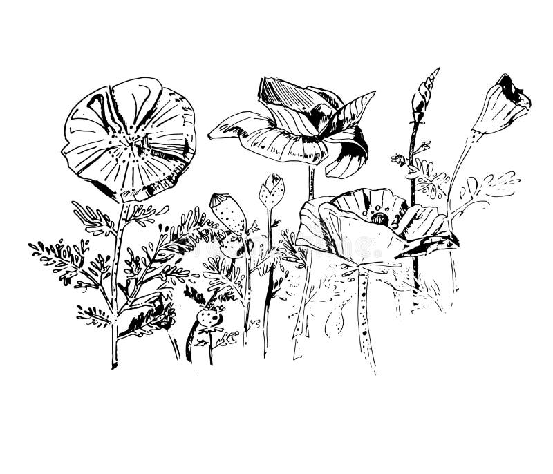 Stylized Poppy Flowers 2d Drawing. Stock Illustration - Illustration of ...