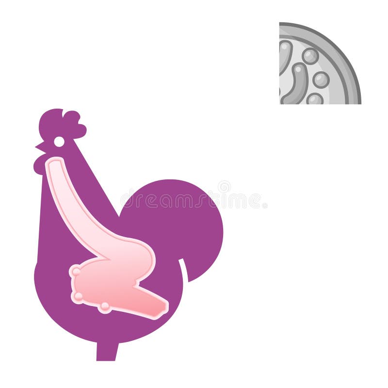 A Stylized Purple Rooster Silhouette Displays a Simplified Illustration ...
