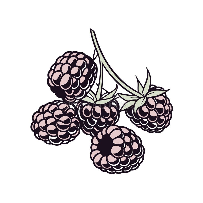 Stylized Raspberry Branch Illustration on White Background for Design ...