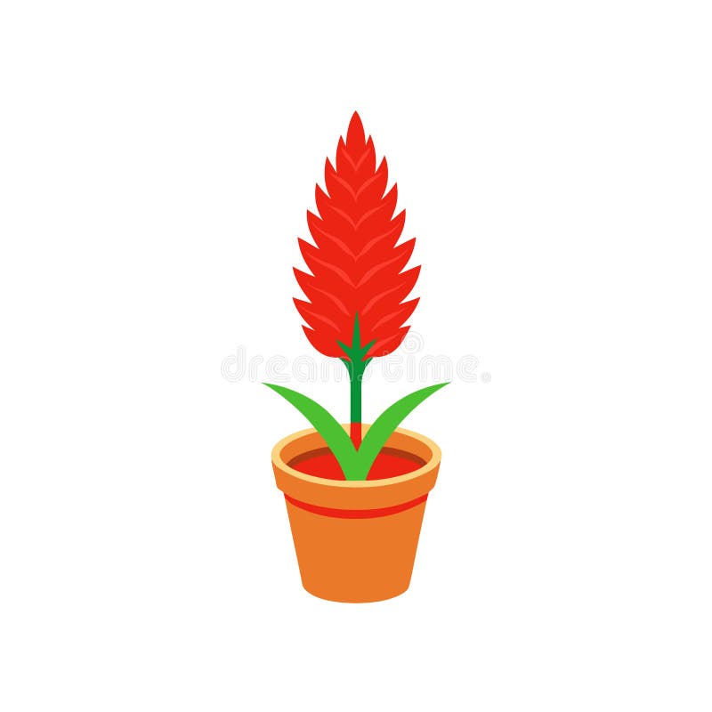 Red Bromeliad Plant in Pot Vector Illustration Stock Image ...