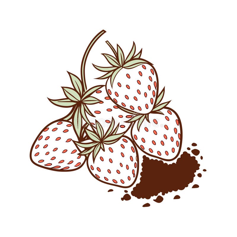 Stylized Strawberry Patch Illustration in Vector Format Stock ...