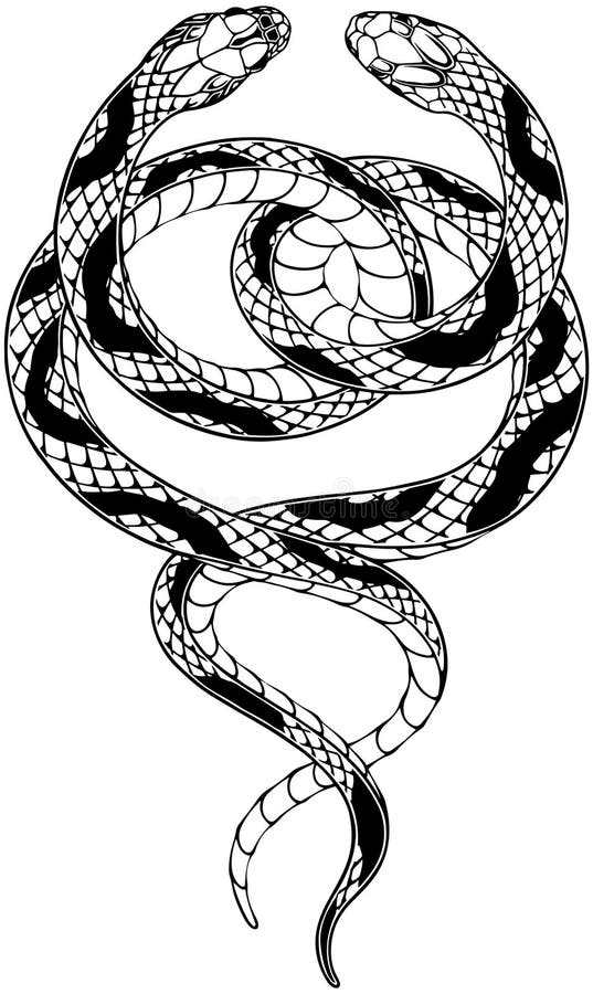 Stylized Two Contour Snakes Stock Vector - Illustration of nature ...