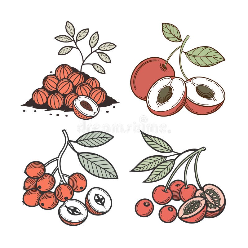 Stylized Vector Drawing of Lychees with Leaves on Soil Stock Vector ...